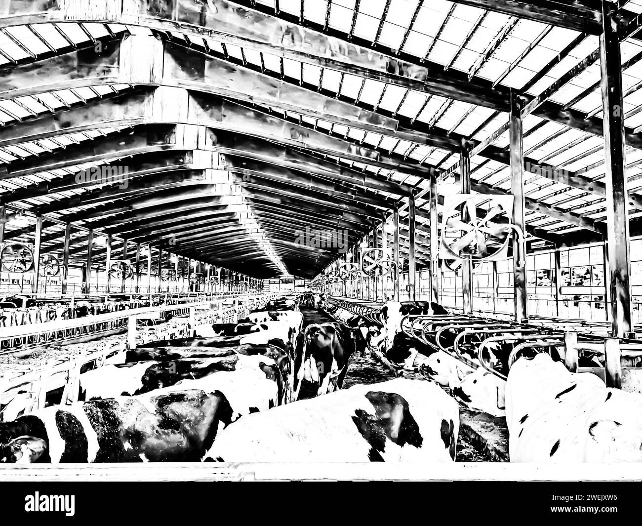 Holstein dairy cows walking around a freestalls barn Stock Photo - Alamy Holstein dairy cows walking around a freestalls barn Stock Photo - Alamy