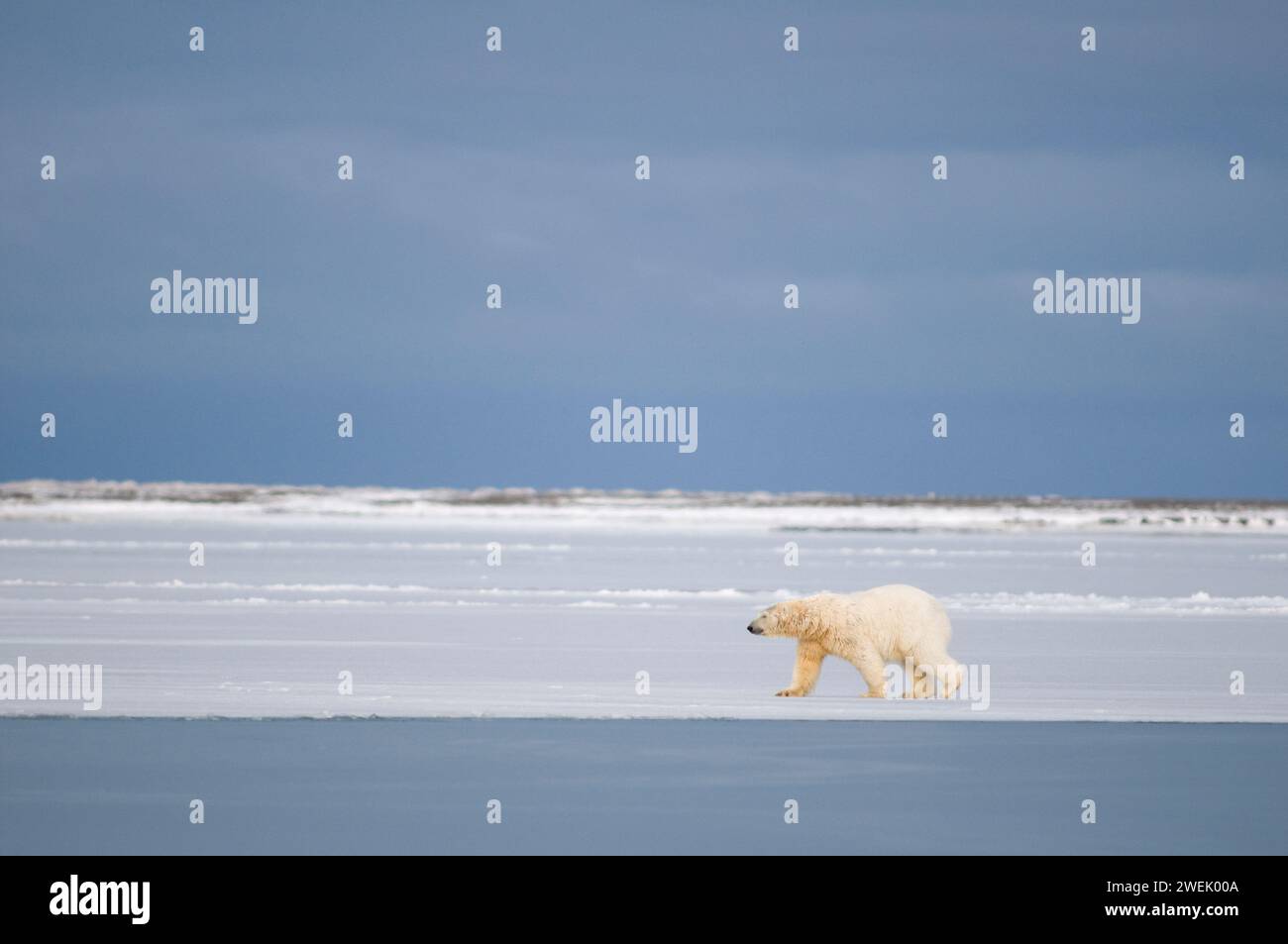 polar bear, Ursus maritimus, boar walks over newly formed pack ice ...