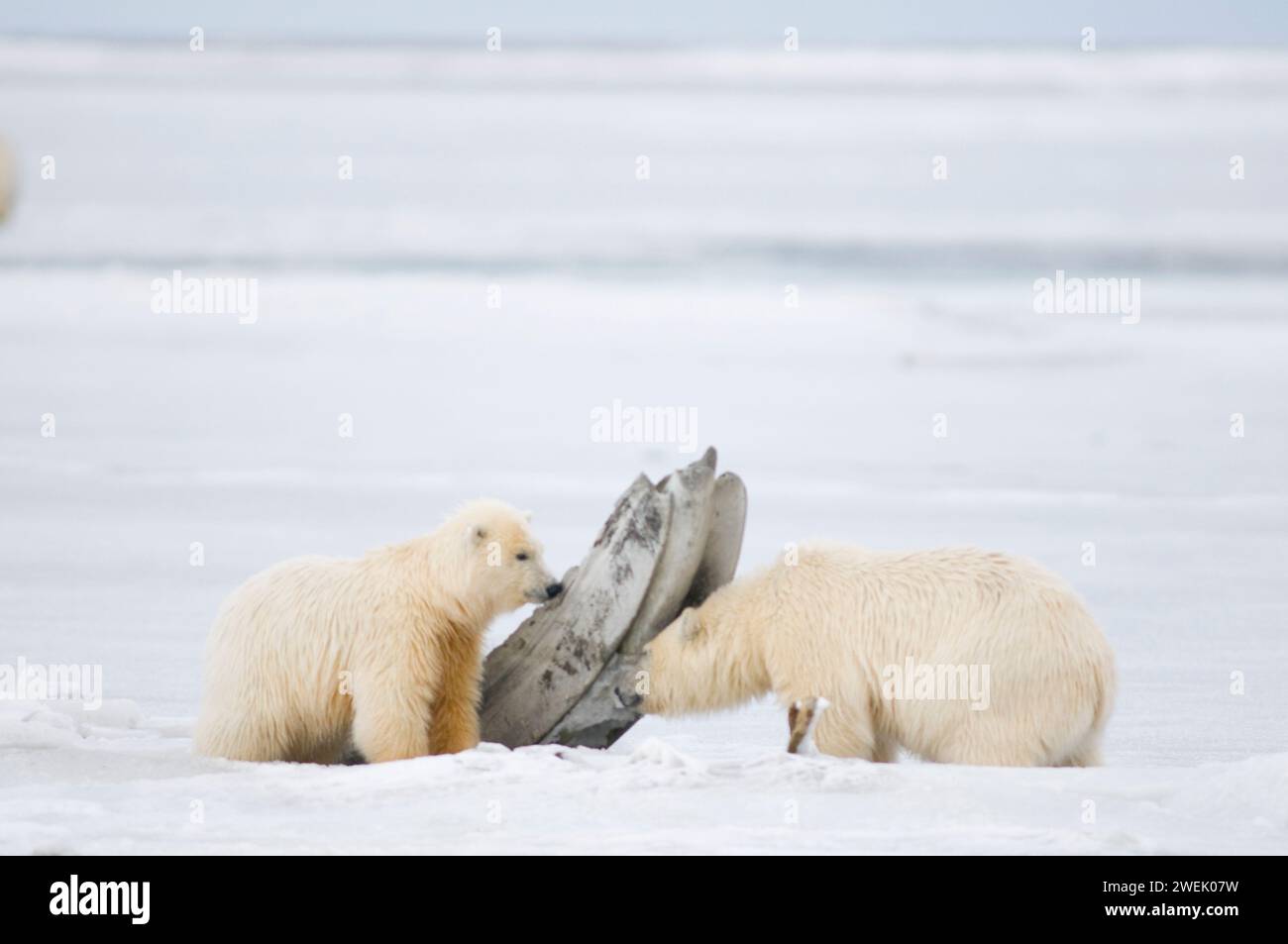 polar bears, Ursus maritimus, spring cubs play with one another next to ...