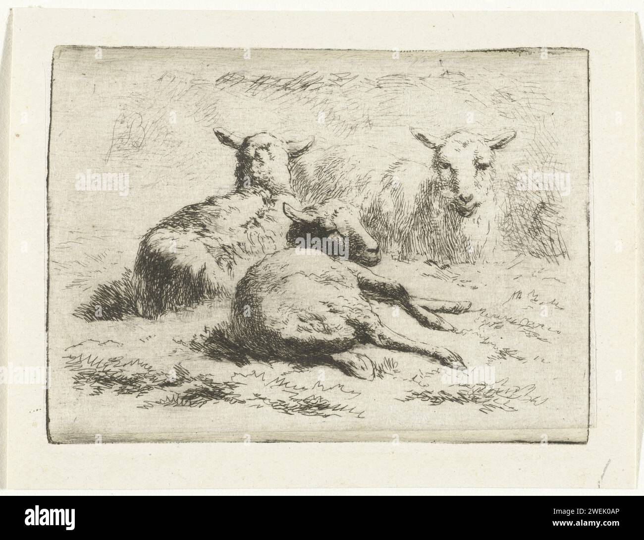 Three lying sheep, Simon van den Berg, 1822 - 1899 print paper. etching ...