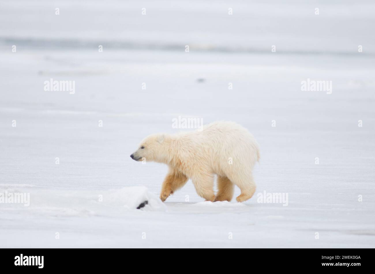 polar bear, Ursus maritimus, spring cub walking on the newly forming ...