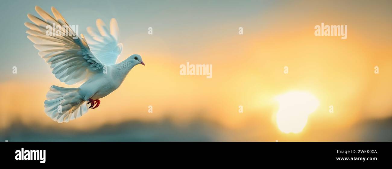 Flying dove peace sun sunset hi-res stock photography and images - Alamy