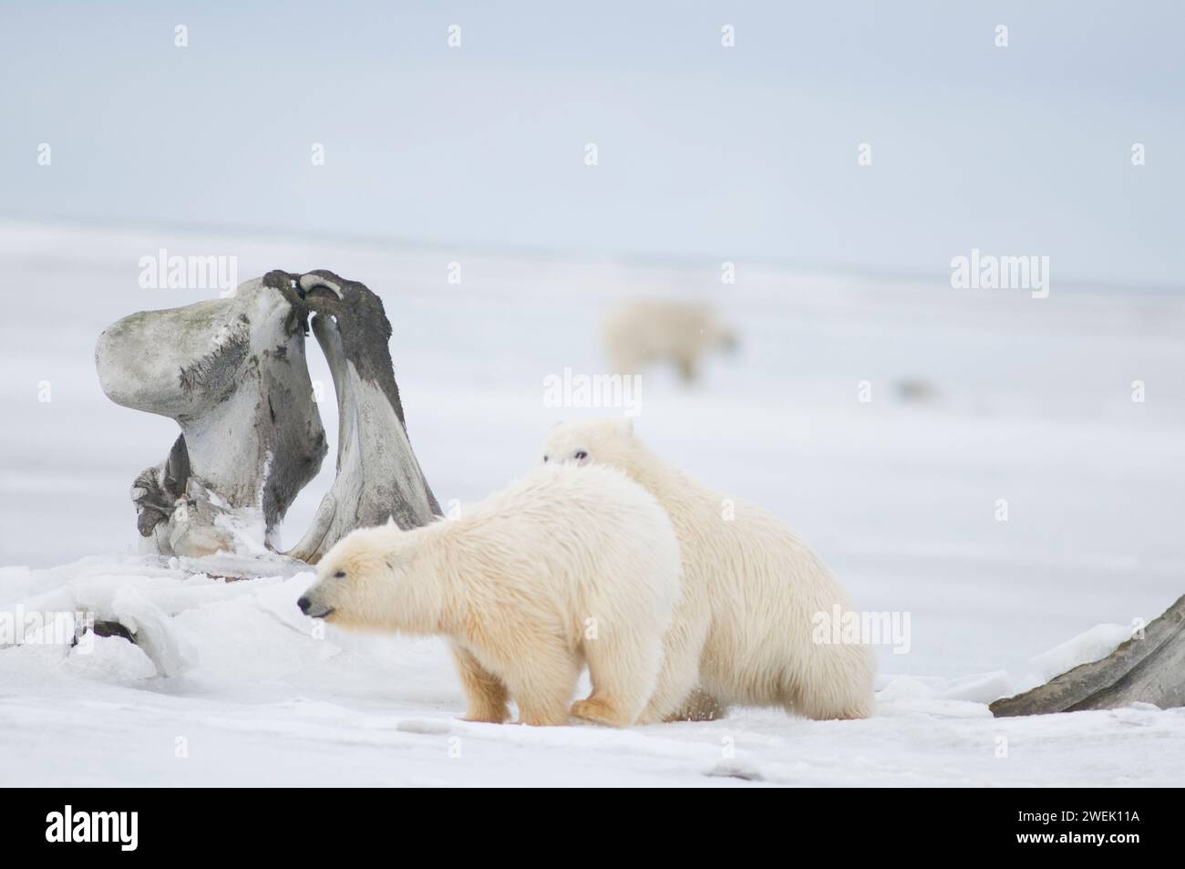 polar bears, Ursus maritimus, spring cubs play with one another next to ...