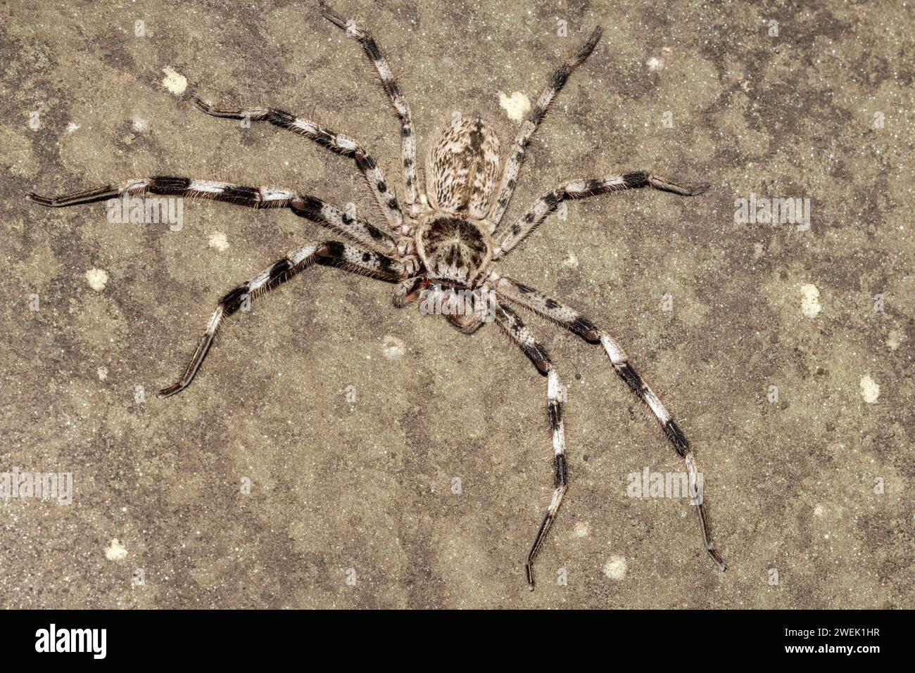 Australian eastern hi-res stock photography and images - Alamy