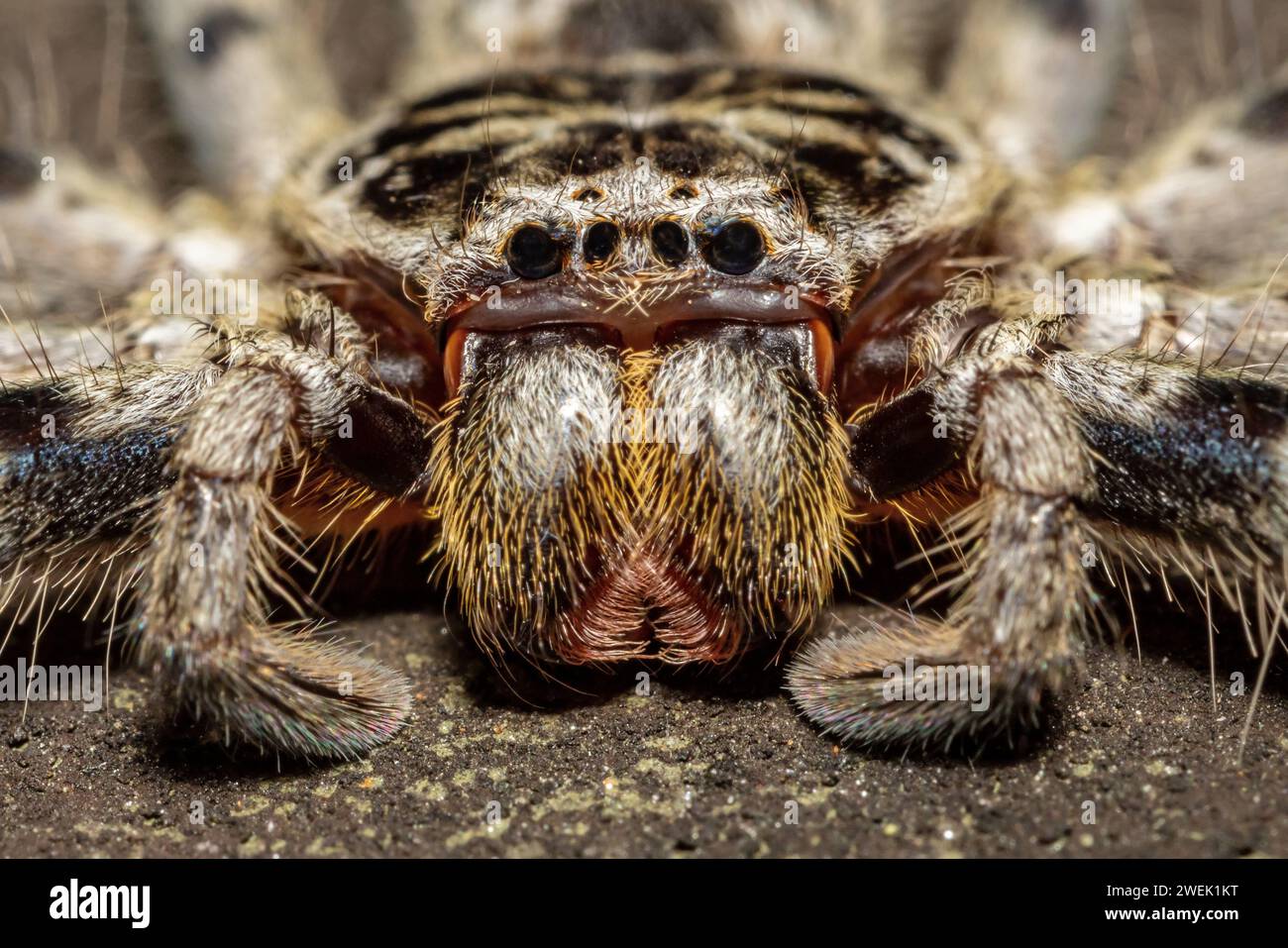Close up of Australian Eastern Banded Huntsman spider Stock Photo - Alamy
