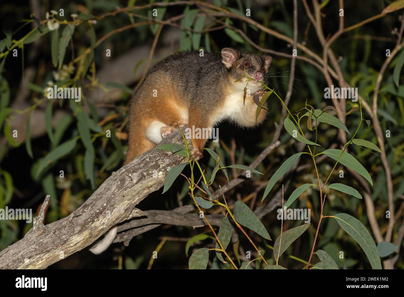 Australian Common Ringtail Possum feeding on gum tree leaf tips Stock ...