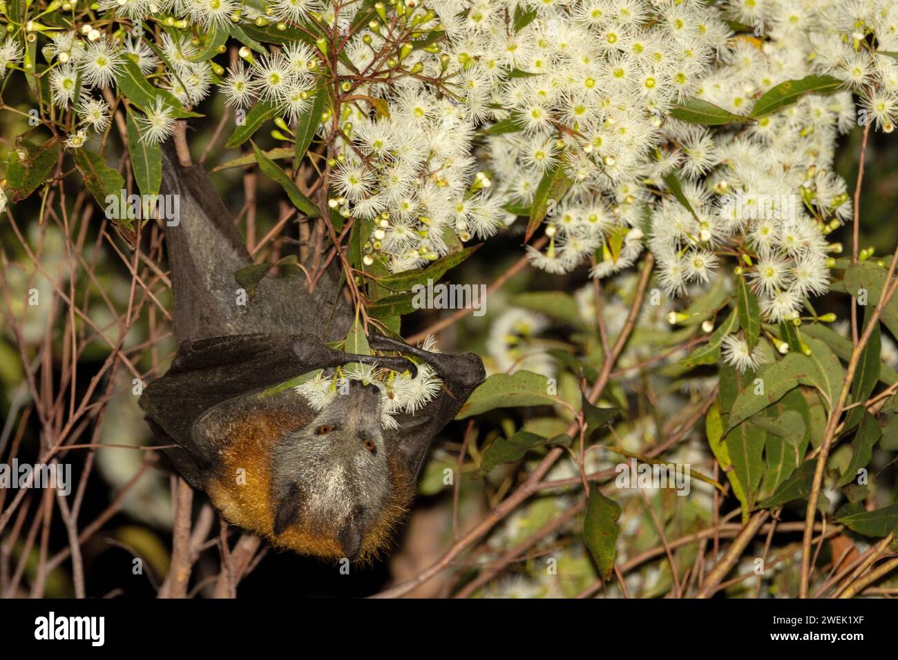 Australian Grey-headed Flying fox feeding on gum tree flower nectar ...