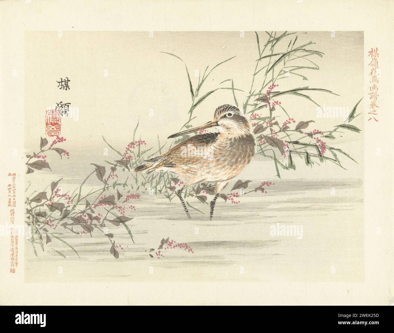 Snip, 1893 print Bird with long beak, in shallow water. paper color ...