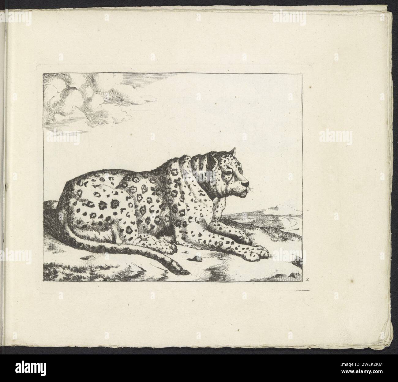 Leopards tail hi-res stock photography and images - Alamy