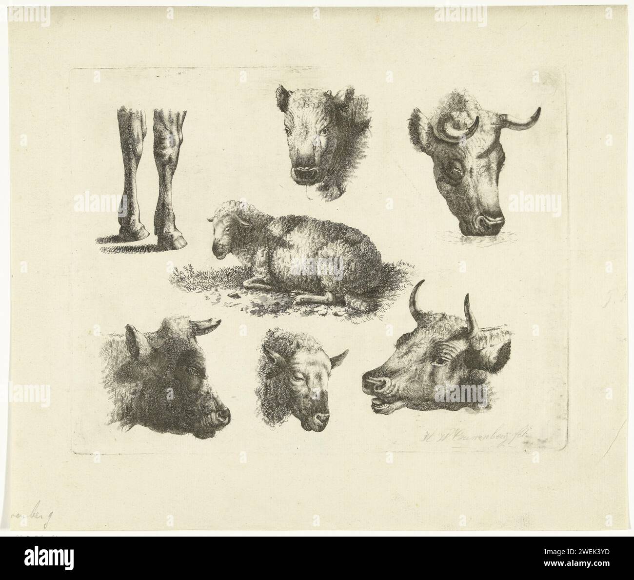 Study sheet with heads and legs of cows and sheep, Henricus Wilhelmus ...