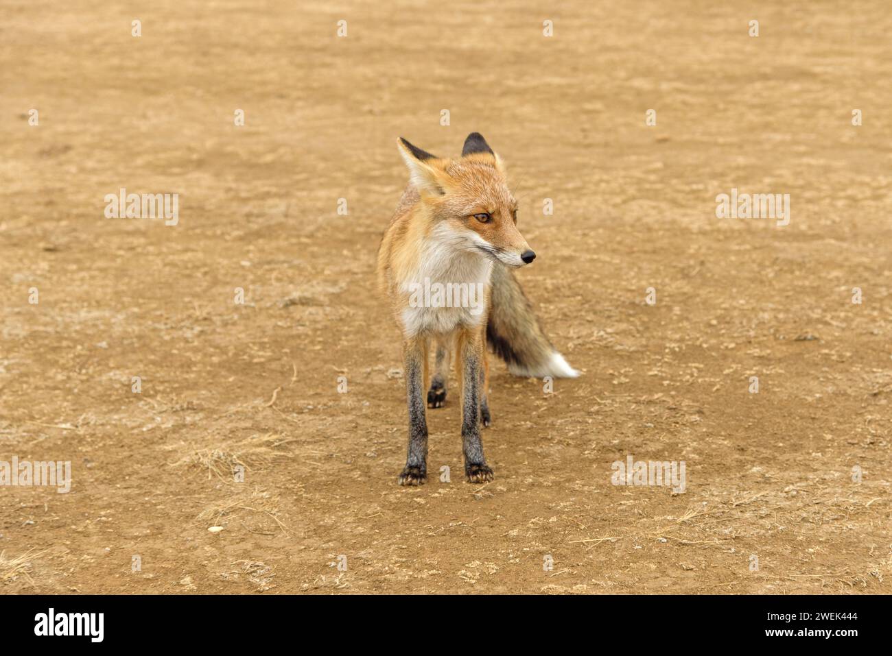 Red Fox stands in the middle of the Russian steppe Stock Photo - Alamy