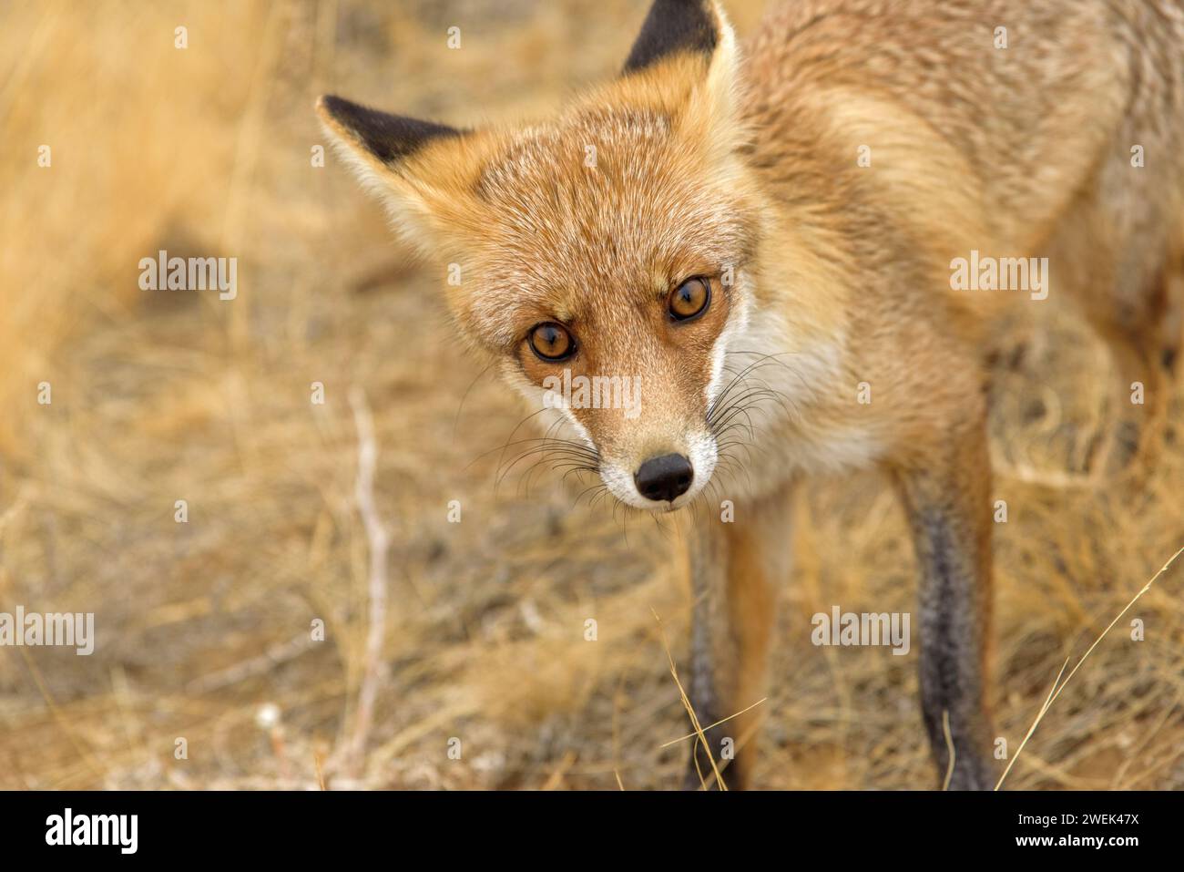 Cute red fox looks hi-res stock photography and images - Alamy