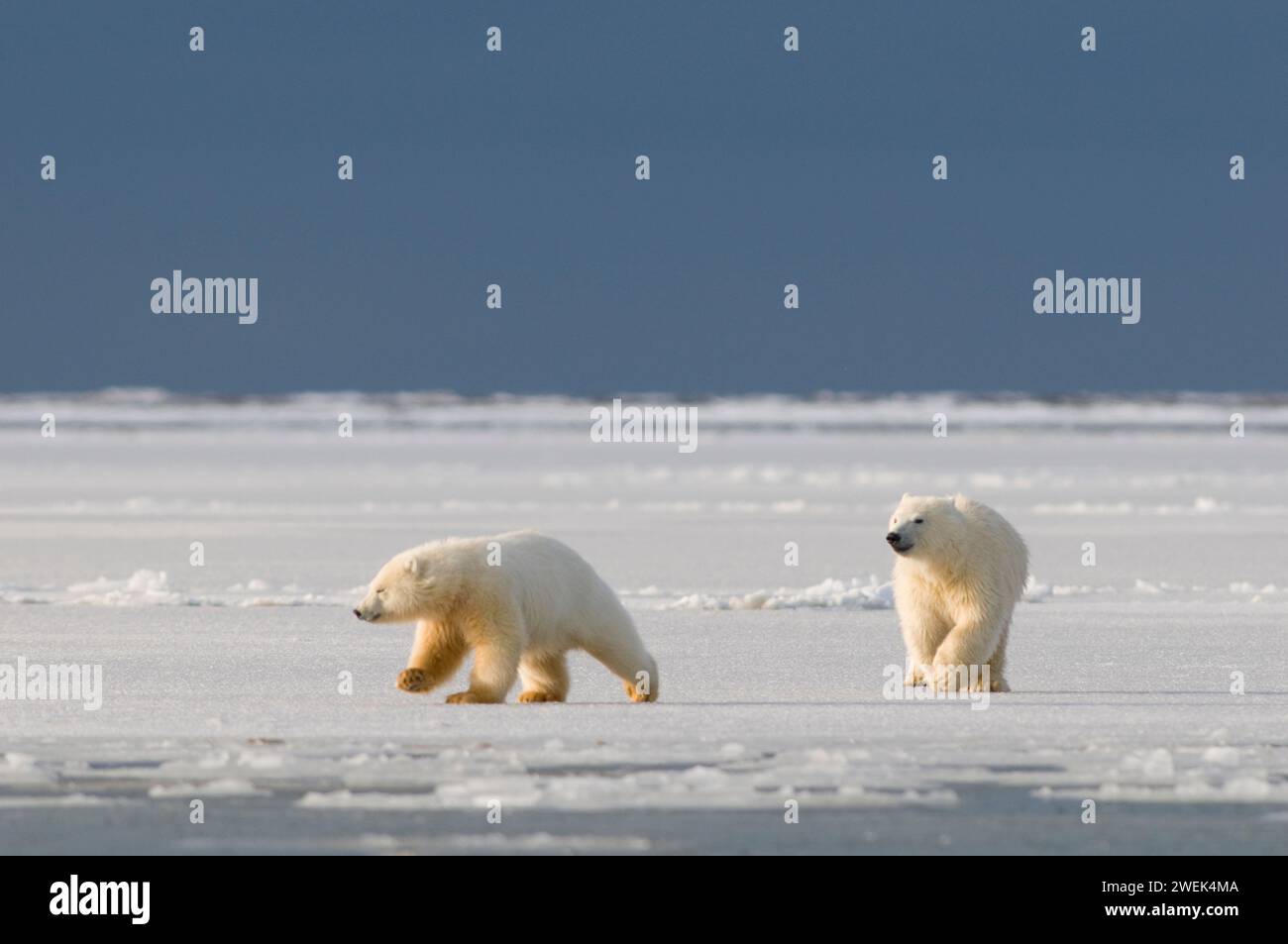 polar bears, Ursus maritimus, spring cubs play vigorously on newly ...