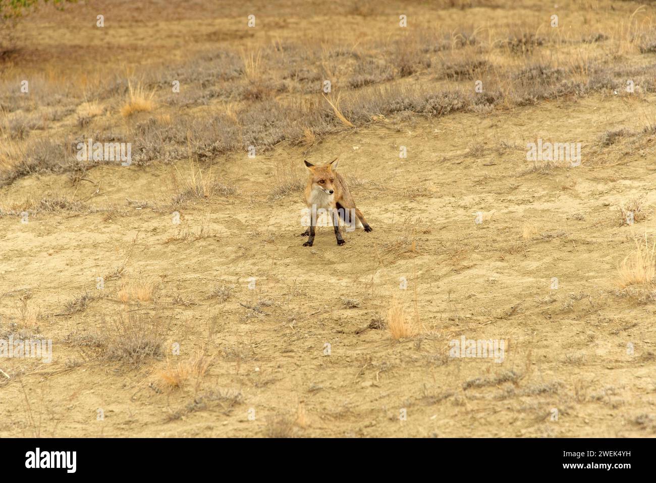 Red Fox in the Russian steppe Stock Photo - Alamy