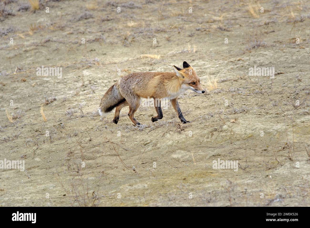 Red fox running in hi-res stock photography and images - Alamy