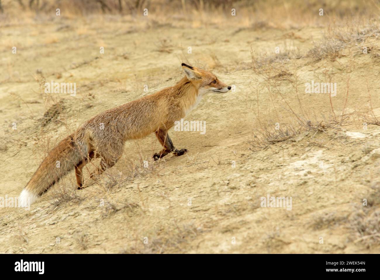 Stalks its prey hi-res stock photography and images - Alamy