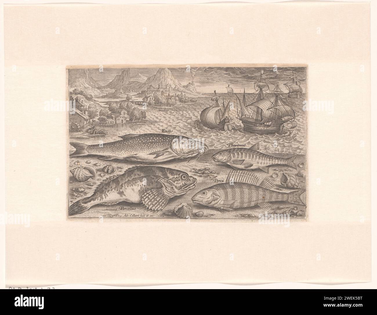 Species of sea catfish in hi-res stock photography and images - Alamy
