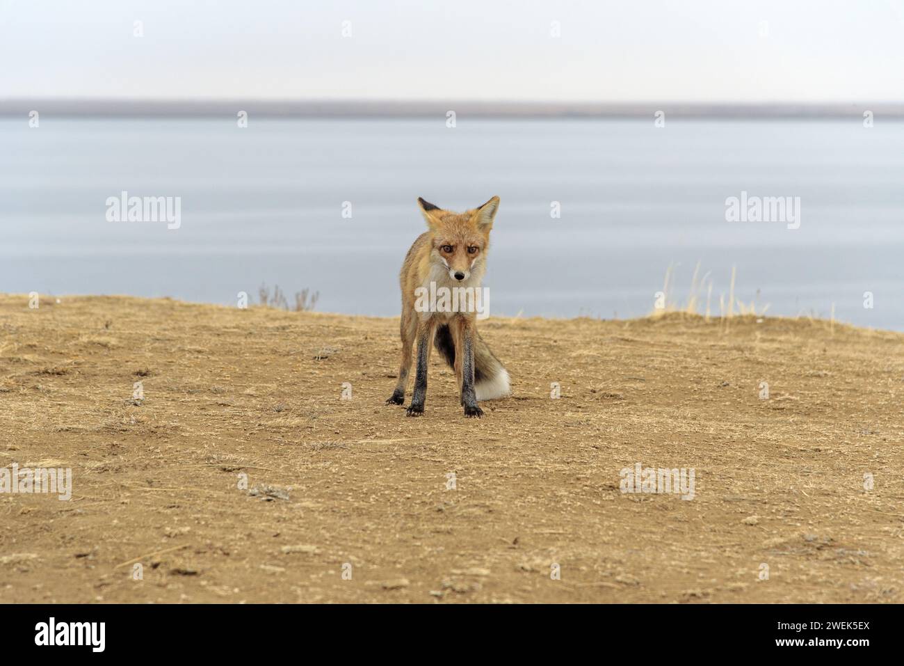 Little fox river hi-res stock photography and images - Alamy