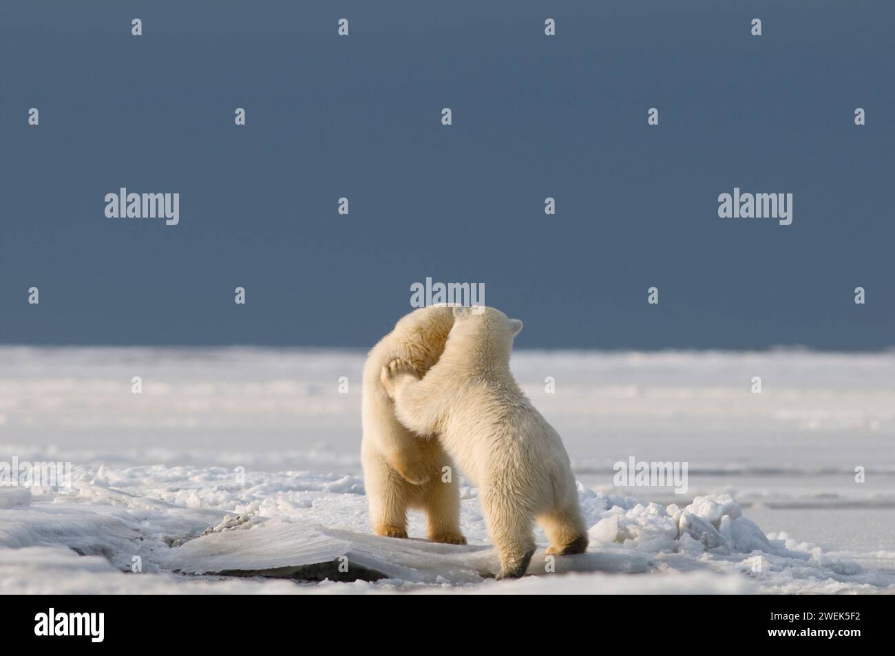 polar bears, Ursus maritimus, spring cubs play vigorously on newly ...