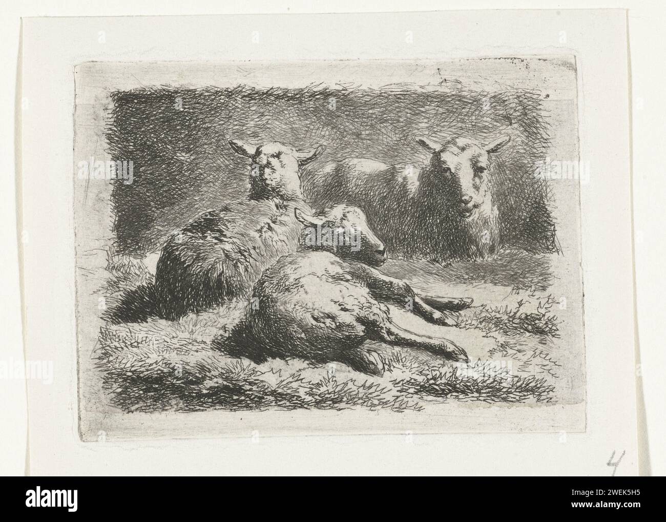 Three lying sheep, Simon van den Berg, 1822 - 1899 print paper. etching ...