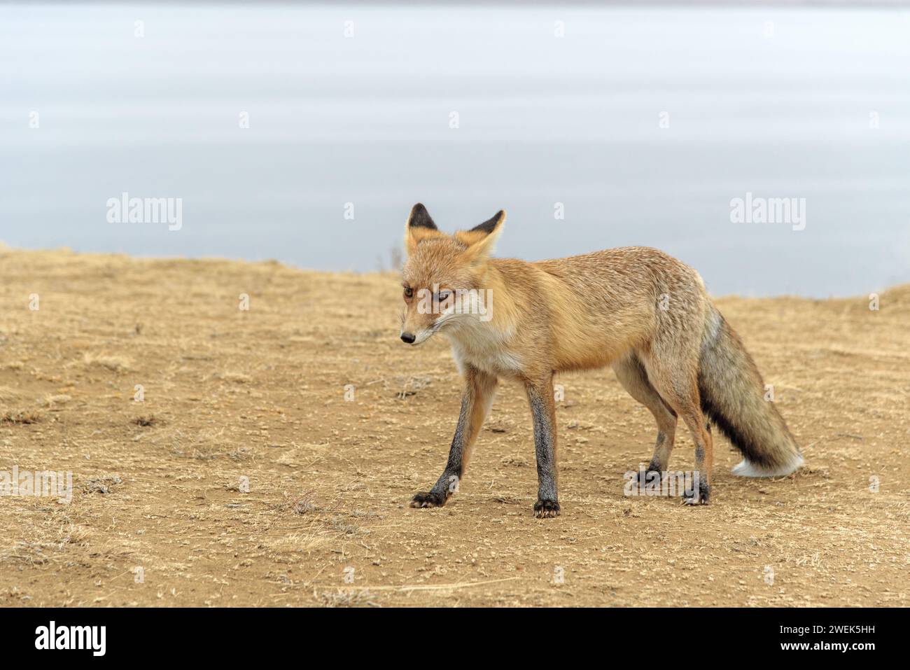 Red fox stands hi-res stock photography and images - Alamy