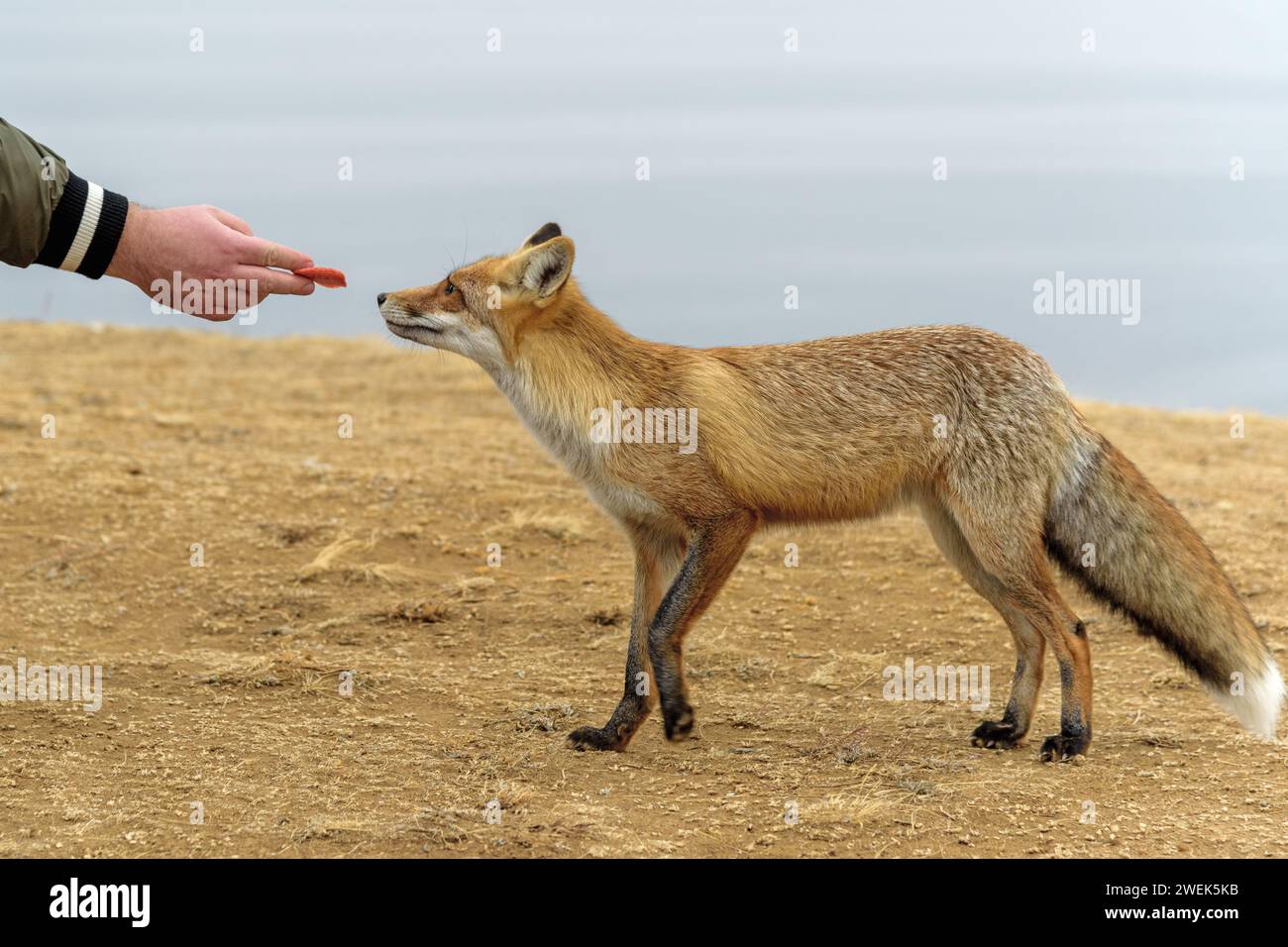 A man feeds a wild Fox by hand Stock Photo - Alamy