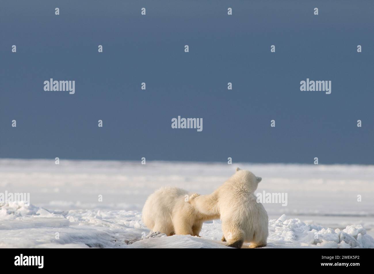 polar bears, Ursus maritimus, spring cubs play vigorously on newly ...