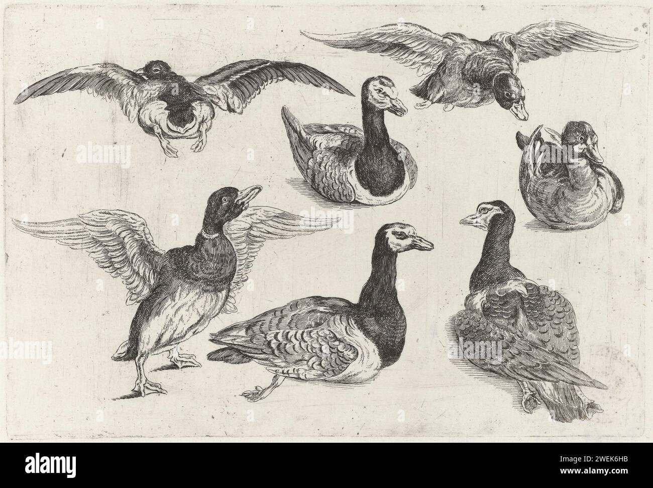 Seven Ducks, Wenceslaus Hollar, 1646 - 1647 print paper etching water ...