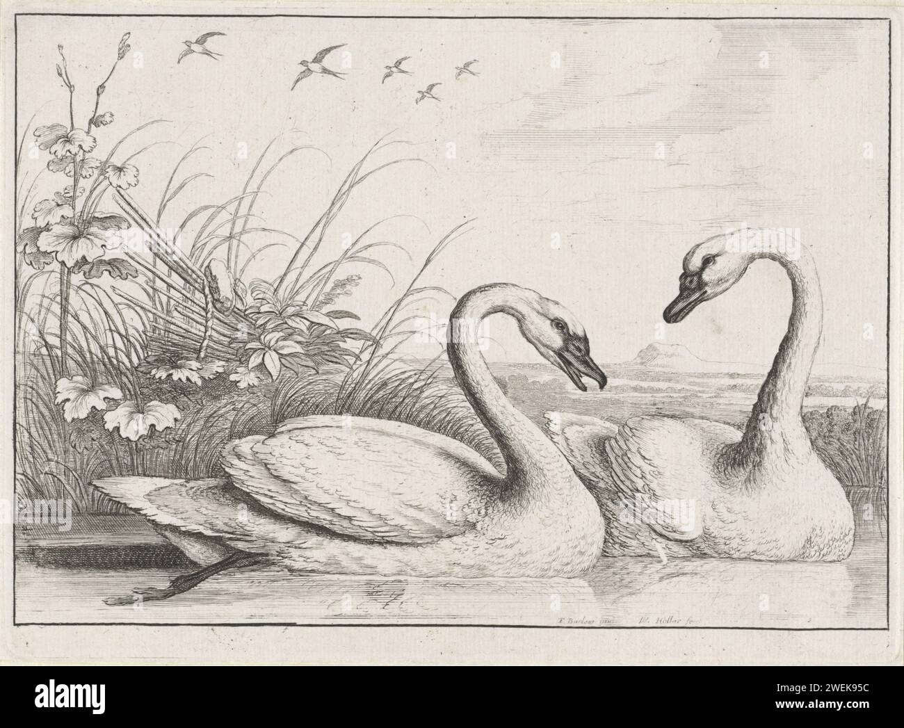 Two Zwanen, Wencslaus Hollar, After Francis Barlow, 1654 - 1662 print ...