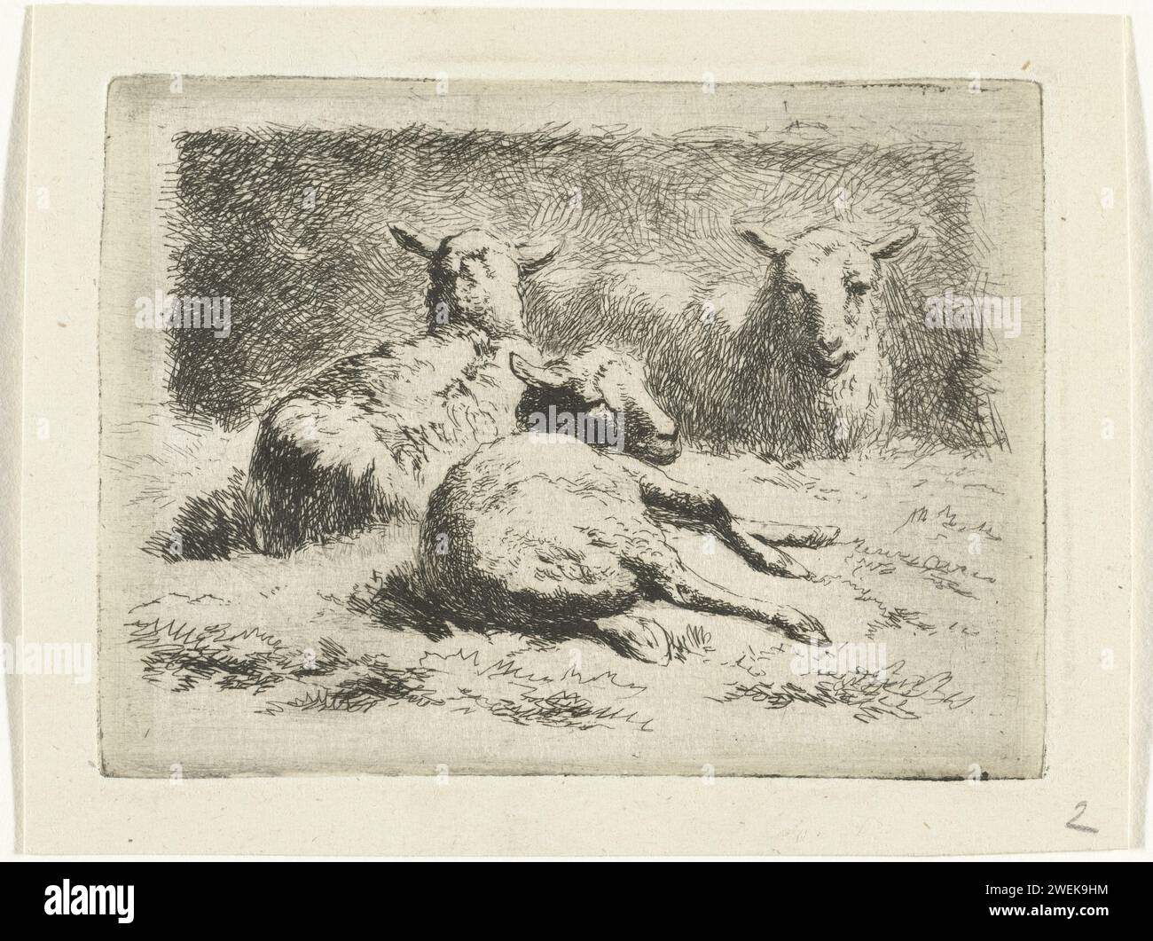 Three lying sheep, Simon van den Berg, 1822 - 1899 print paper. etching ...