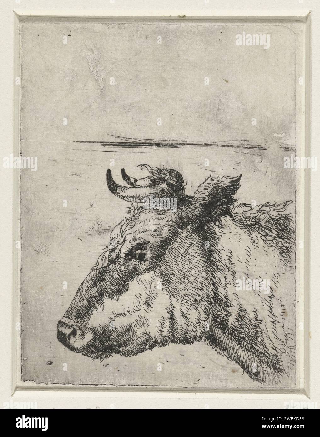 Kop van A cow, Paulus Potter (attributed to), 1635 - 1688 print paper ...