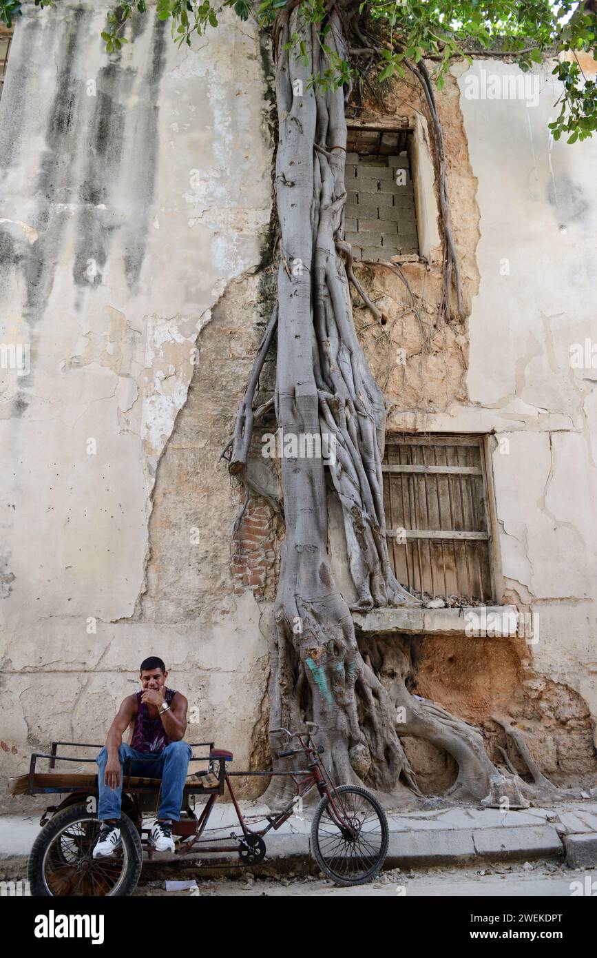 A large tree growing over an abandoned house in old Havana, Cuba Stock Photo - Alamy