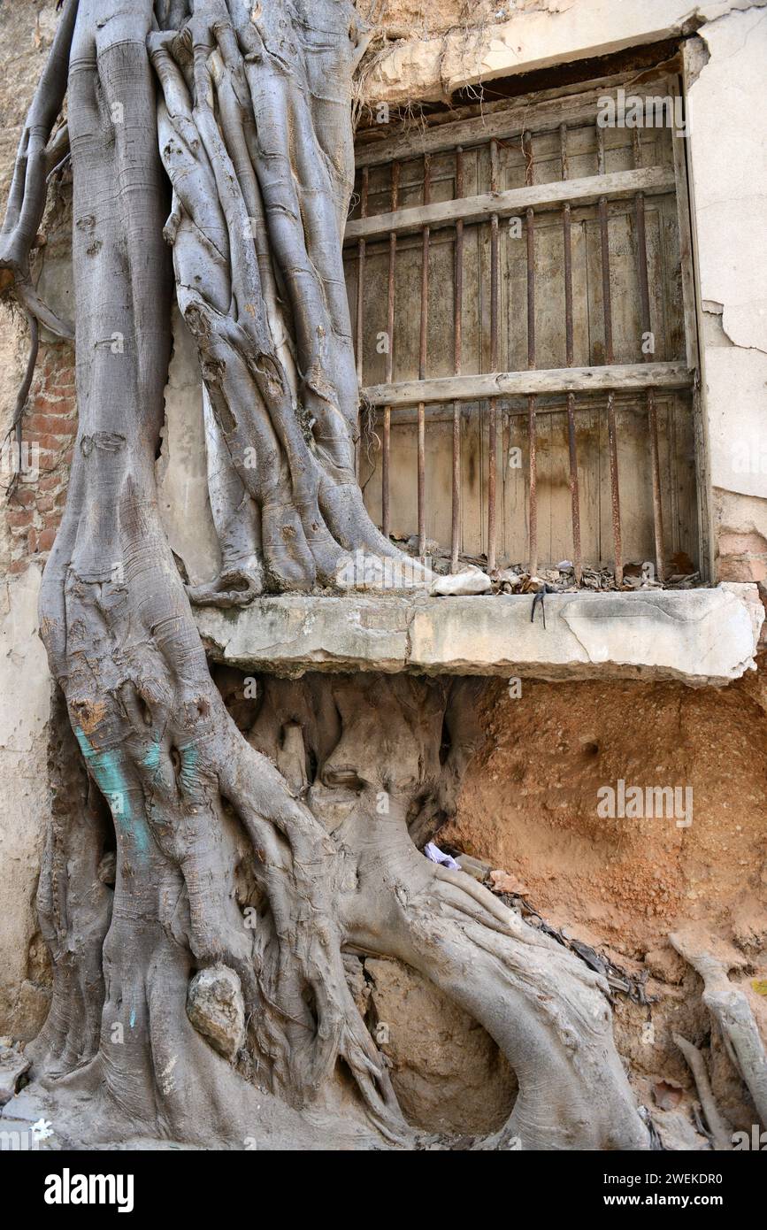 A large tree growing over an abandoned house in old Havana, Cuba Stock Photo - Alamy