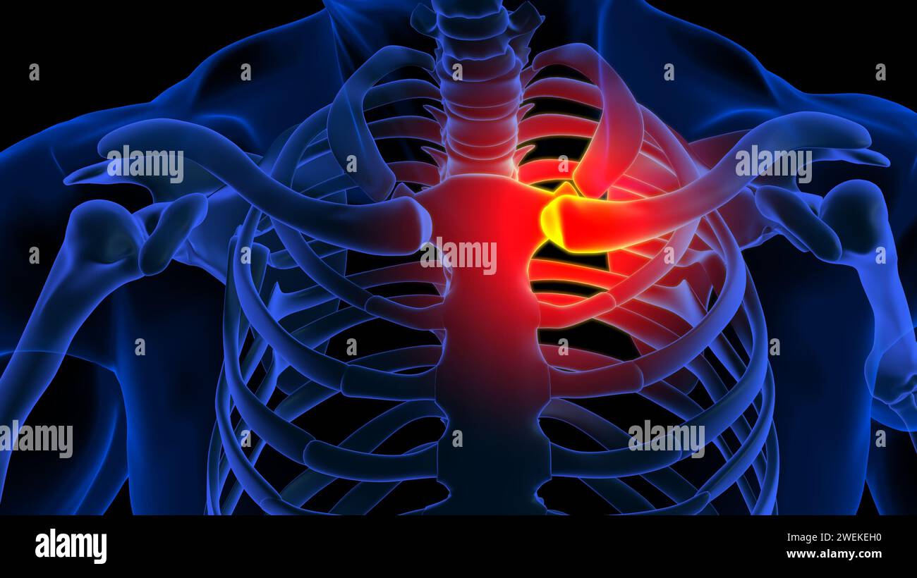 Human skeleton clavicle pain anatomy for medical concept 3D ...