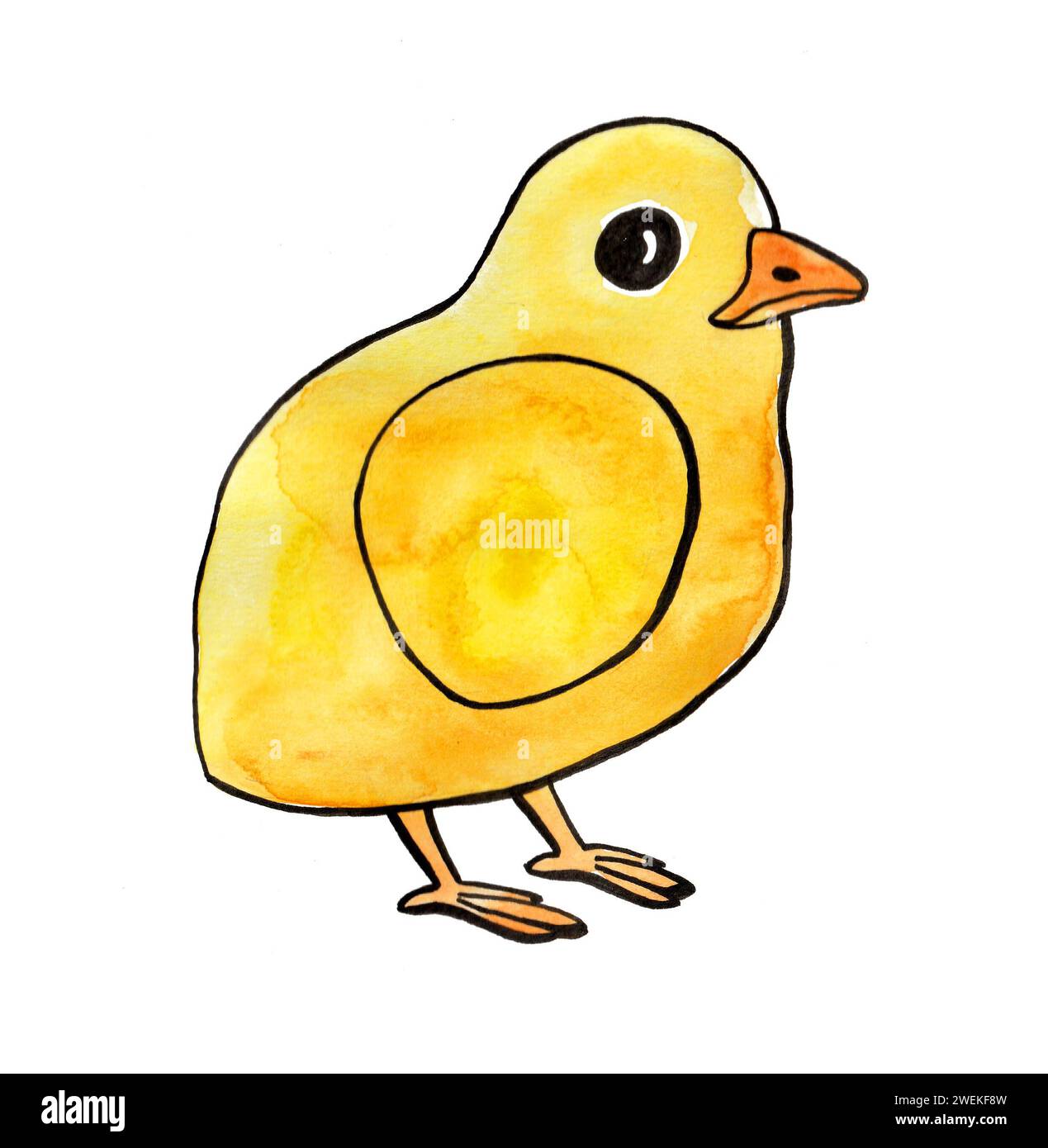 Chicken isolated on white background. Drawing with watercolor and black ...