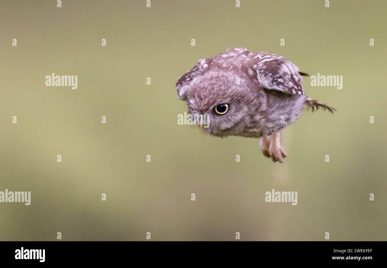 Owlet in flight hi-res stock photography and images - Alamy