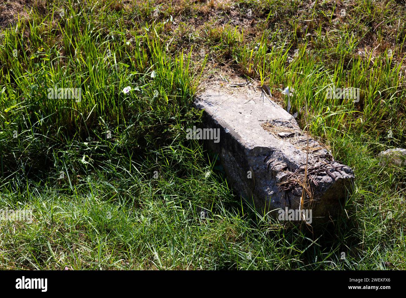 Concrete Pillars Lying On The Ground With Grass Growing And Dead Leaves ...