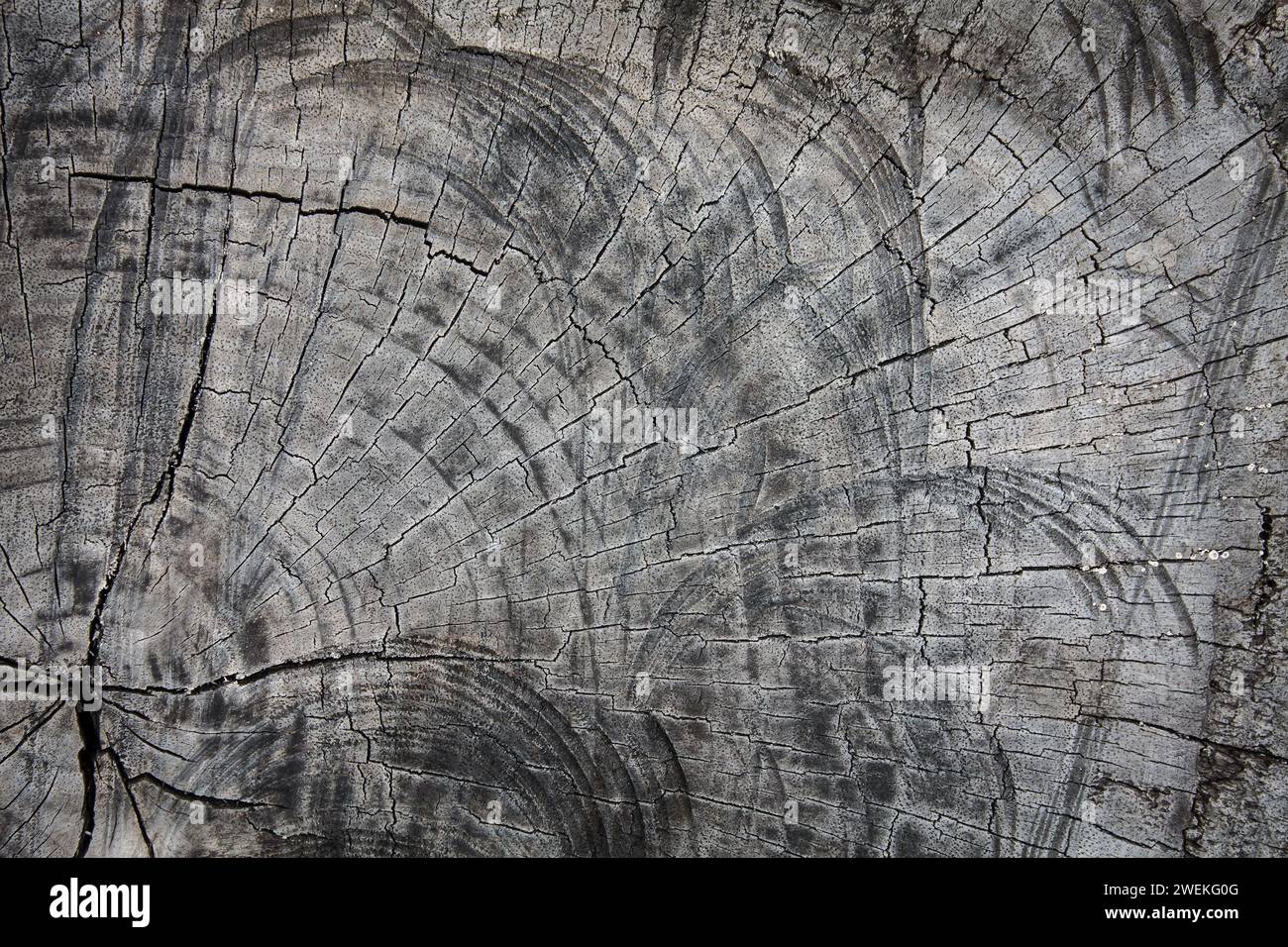 Wood cut texture hi-res stock photography and images - Alamy