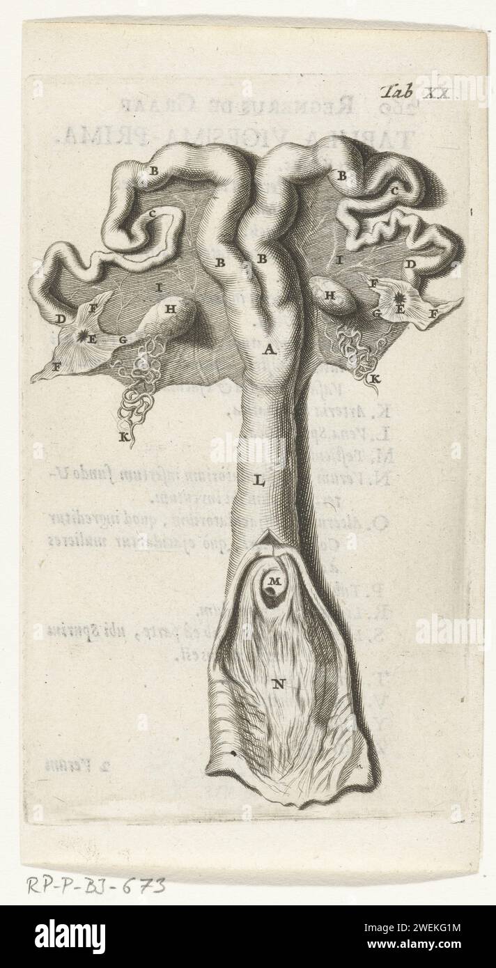 Anatomical image of the cervix, the womb, the fallopian tubes and the ...