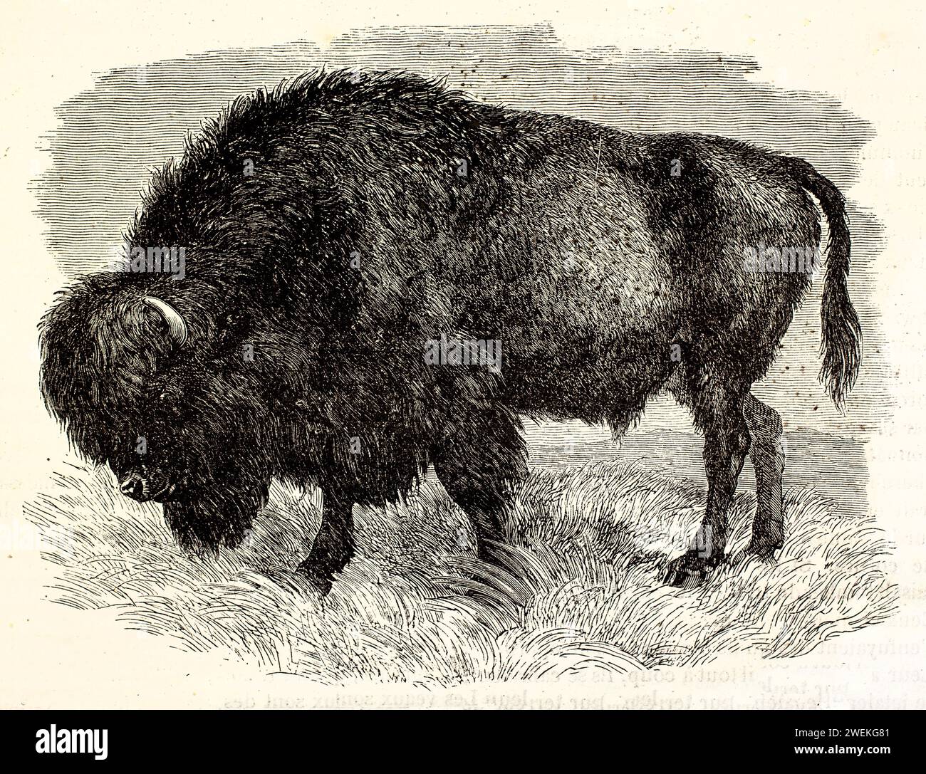 American bison feeding with head lowered in a grassy plain. Antique ...