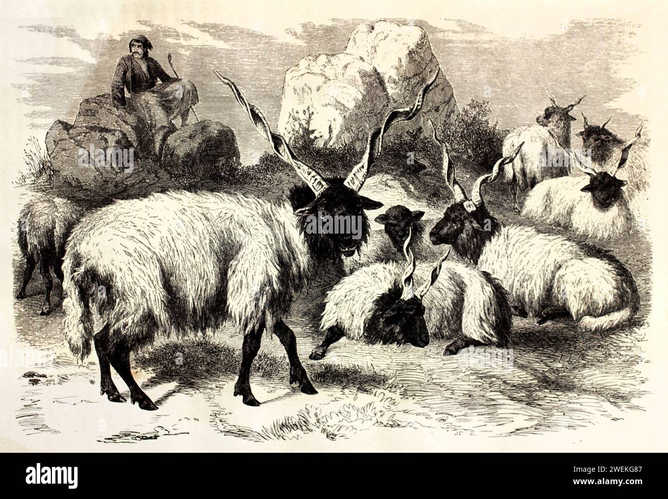 Racka horn structure hi-res stock photography and images - Alamy