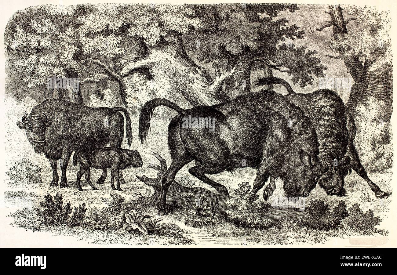 Engraved forest creatures hi-res stock photography and images - Alamy