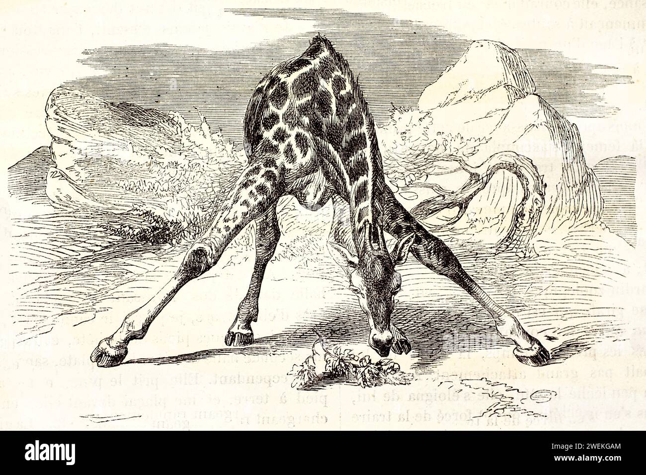 Engraved ground mammals hi-res stock photography and images - Alamy