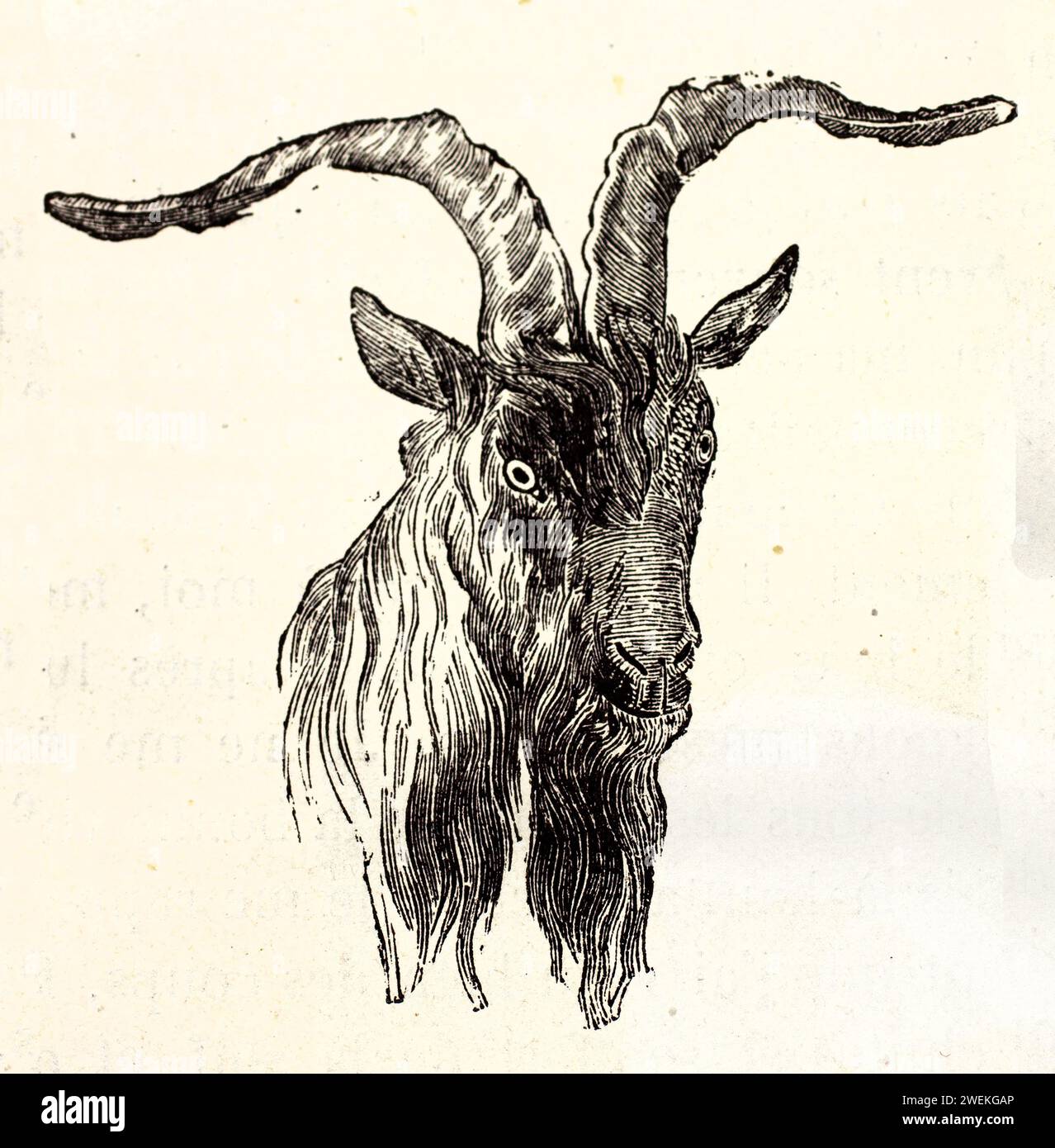 Engraving horn structure hi-res stock photography and images - Alamy