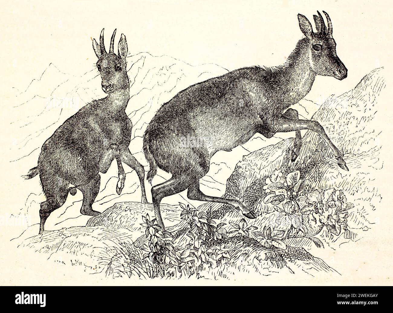 Goat goral hi-res stock photography and images - Alamy