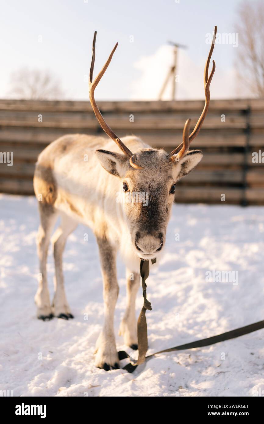 Vertical front view shot of cute little reindeer pasturing in snowy ...