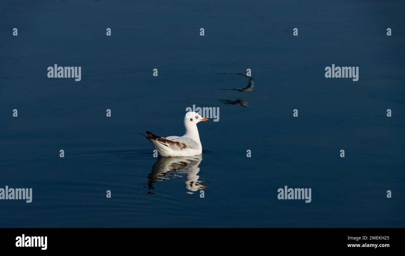 Early morning scene of Seagulls at Yamuna ghat in Delhi. Delhi tourism ...
