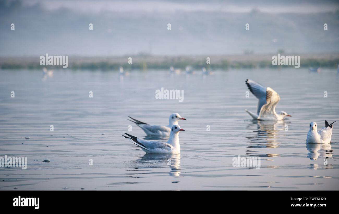 Early morning scene of Seagulls at Yamuna ghat in Delhi. Delhi tourism ...