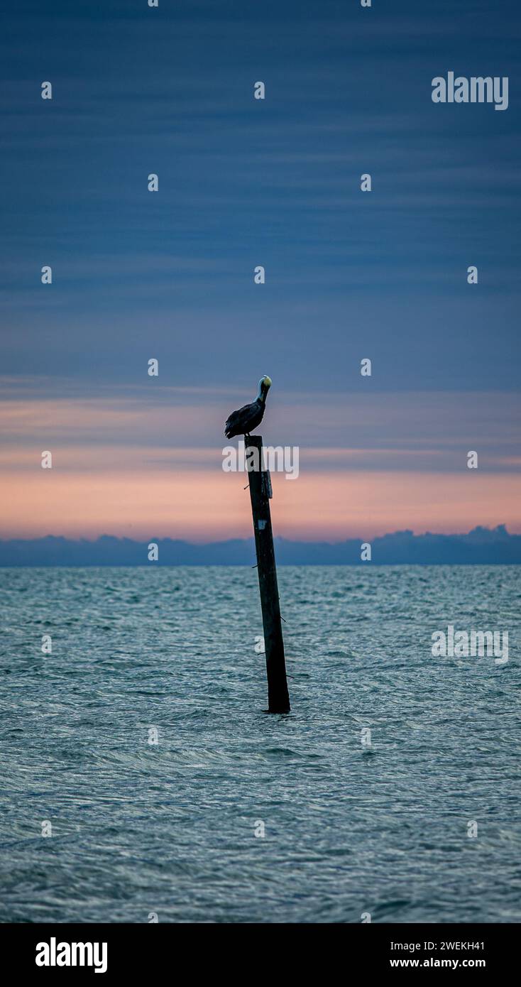 Perch bird seagull hi-res stock photography and images - Alamy