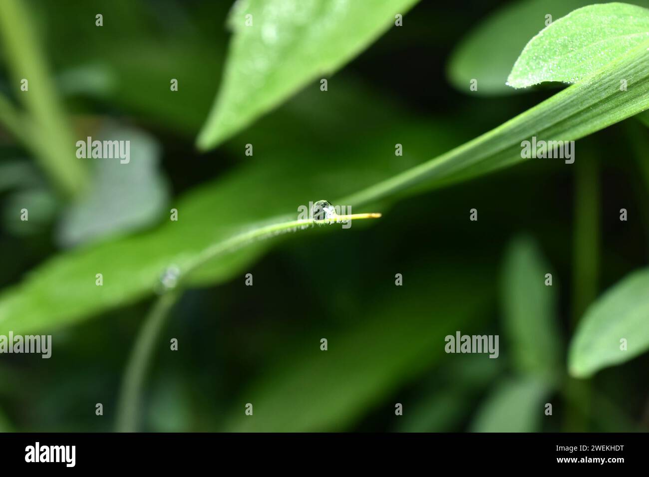 Transparent droplet hi-res stock photography and images - Alamy